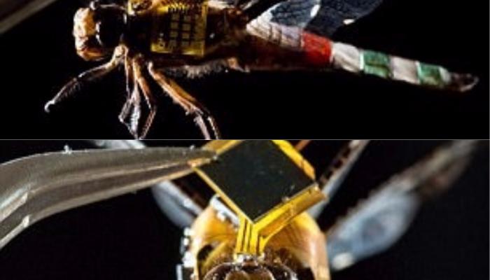 بالفيديو.. أول حشرة مبرمجة تُحدث ثورة في مجال الإنقاذ والتجسس