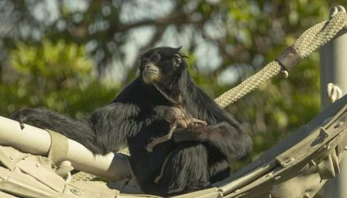 حديقة حيوانات أمريكية تحتفي بمولود جديد من قرود السيامانج