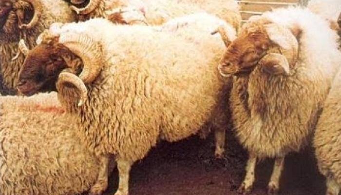 السودان يستعد لتصدير 7 ملايين رأس من الماشية خلال 2019