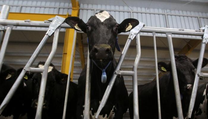 الأبقار العائمة.. محاولة قطرية لتوفير الألبان واللحوم