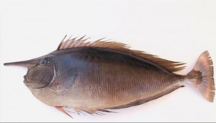 رصد نوع جديد من الأسماك في المياه العُمانية