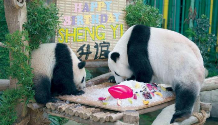 لأول مرة! الباندا العملاقة مع جمهور الشرق الأوسط