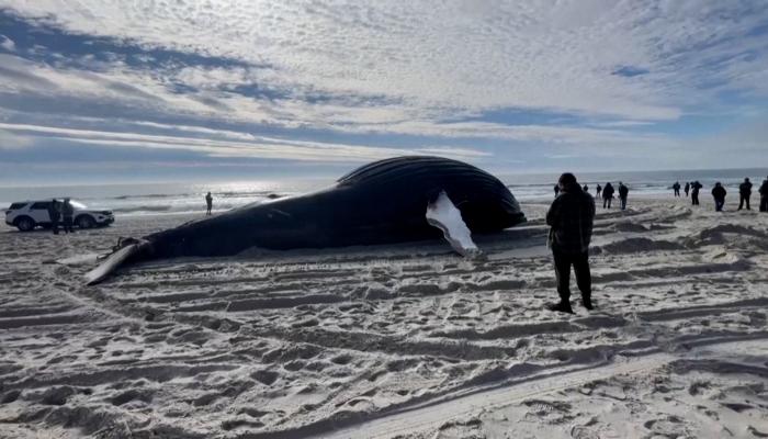 New York'ta dev balina sahile vurdu!