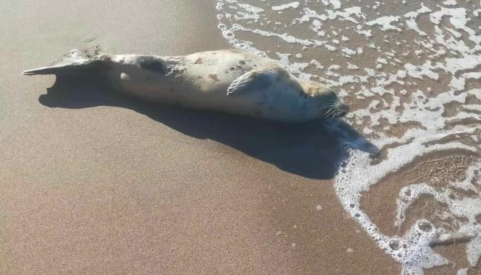 Algérie : apparition rare d'un phoque moine de Méditerranée à Jijel (VIDÉO)