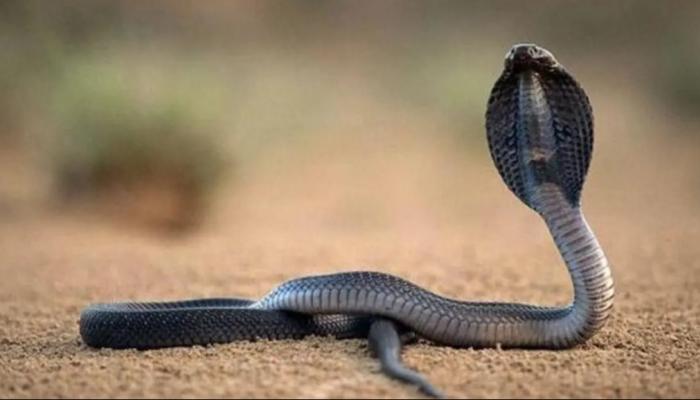 عراقي يواجه أفعى الكوبرا بشجاعة.. أشرس الثعابين السامة