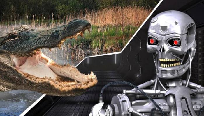 Floride: Un robot croise un alligator dans une canalisation
