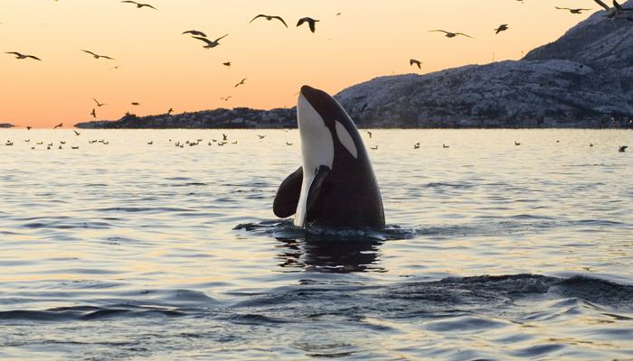 Attaques d'épaulards : des bateaux coulent au large de l'Espagne