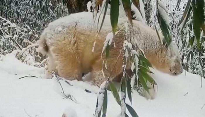 Un rare panda complètement blanc capté sur une vidéo de surveillance
