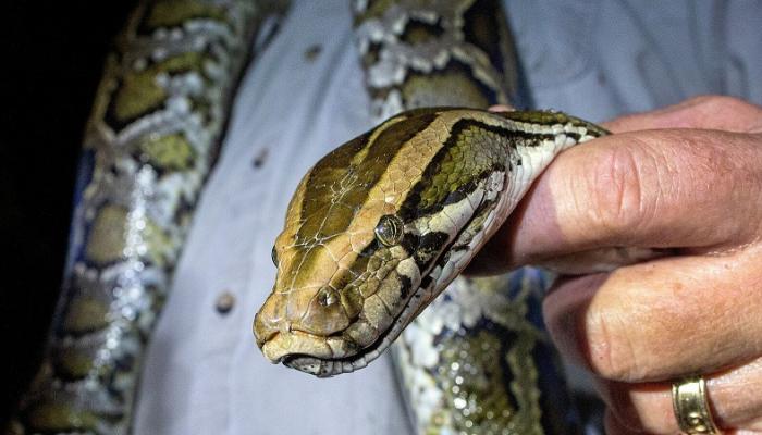 47 ثعبان بايثون على طائرة.. رعب "مخفي"