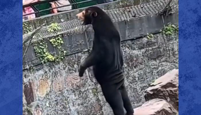 Vidéo.. Chine: un zoo nie que son ours est un humain déguisé