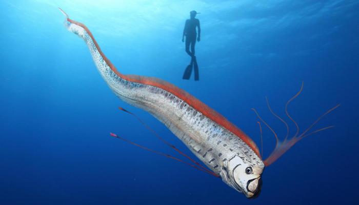 ما علاقة «سمكة يوم القيامة» بزلزال اليابان؟