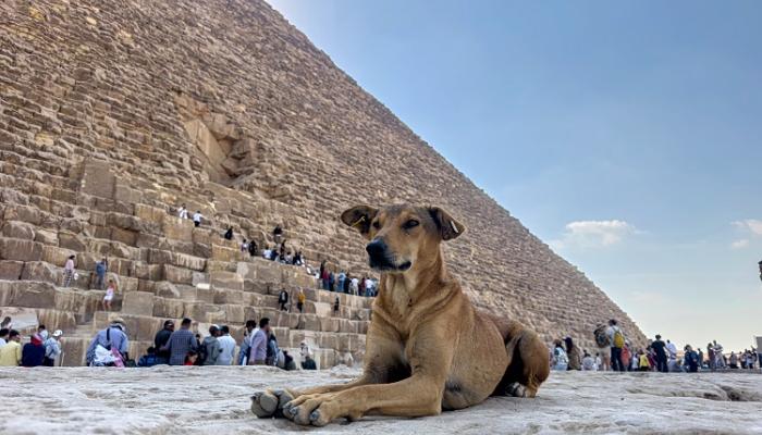 كلب الأهرامات «أبولو».. سفير جديد للسياحة في مصر (صور)