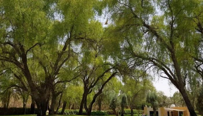 شجرة الغاف.. رمز الطبيعة بالإمارات «قبلة الحياة» لكوكب الأرض