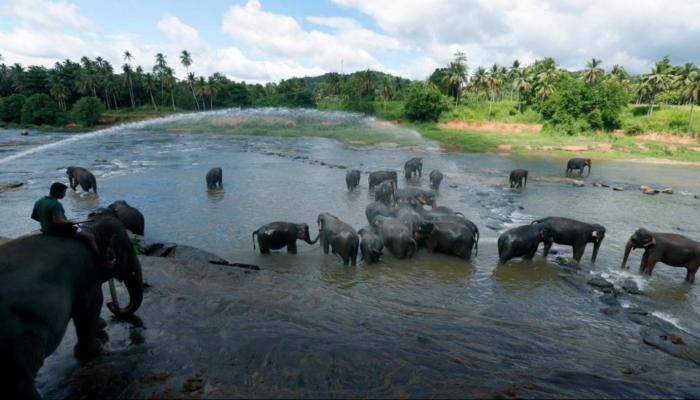 بكاء بصوت مرتفع وطقوس حداد.. الأفيال تحزن بشدة لوفاة صغارها وتدفنها
