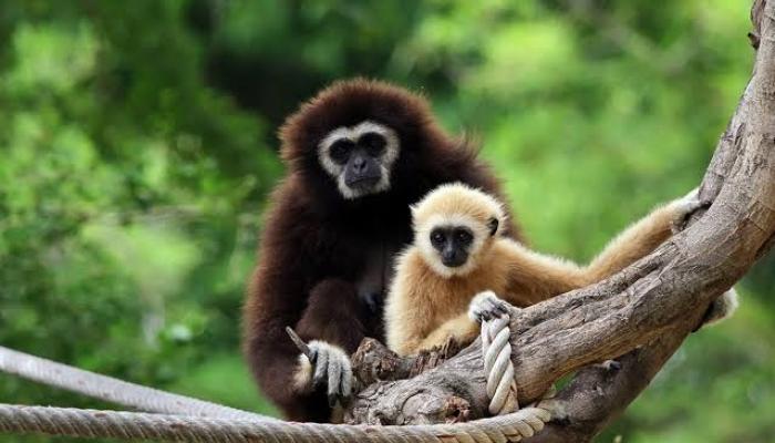 Vidéo - Des gibbons dégustent des œufs de Pâques dans un zoo chilien