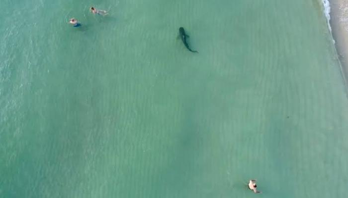 Un requin surprend les baigneurs à Miami, aux États-Unis (Vidéo)