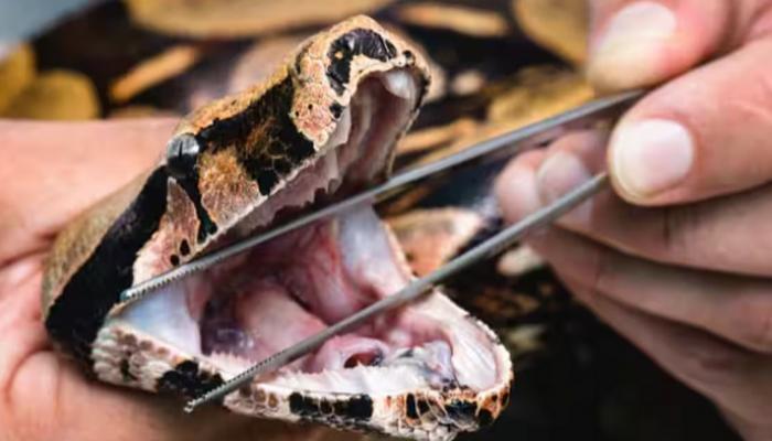 «أسنان الثعبان» مفتاح الحل لأزمة يعانيها كبار السن