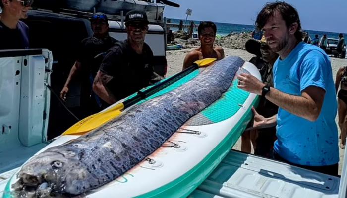 القبض على «ثعبان يوم القيامة».. تعرف على السمكة المشؤومة