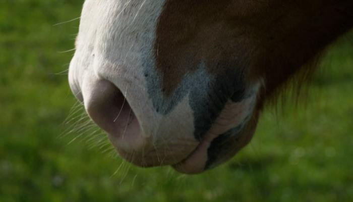 الخيول تشم الخوف البشري.. العرق يكشف مشاعرنا
